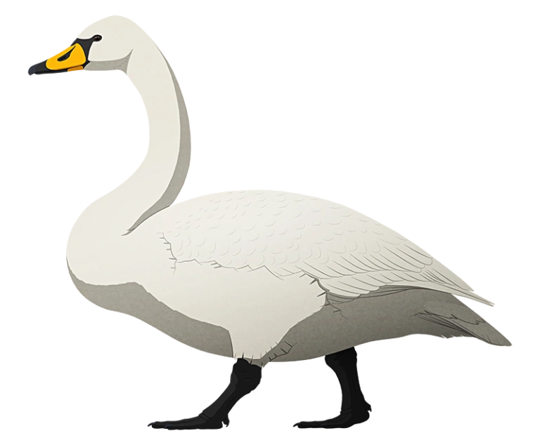 Cygnus falconeri | SciiFii Wiki | Fandom