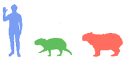 North American capybara | SciiFii Wiki | Fandom