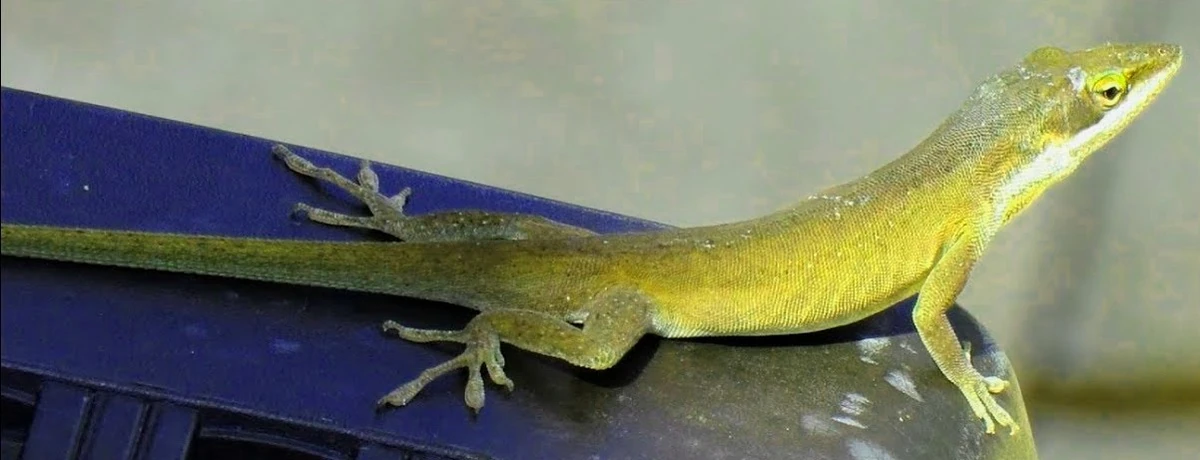 California anole | SciiFii Wiki | Fandom