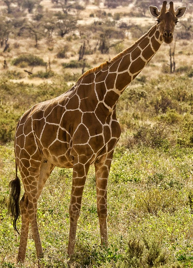 Arabian giraffe | SciiFii Wiki | Fandom