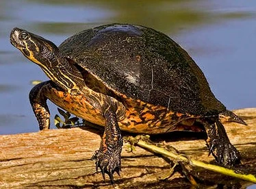 California painted turtle | SciiFii Wiki | Fandom