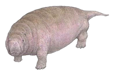 Prorastomus | SciiFii Wiki | Fandom