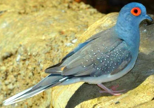 Pygmy turtle dove | SciiFii Wiki | Fandom