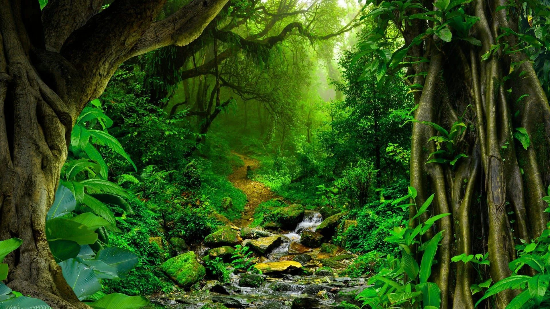 Californian subtropical rainforest | SciiFii Wiki | Fandom