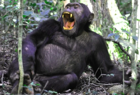 Mangani | SciiFii Wiki | Fandom