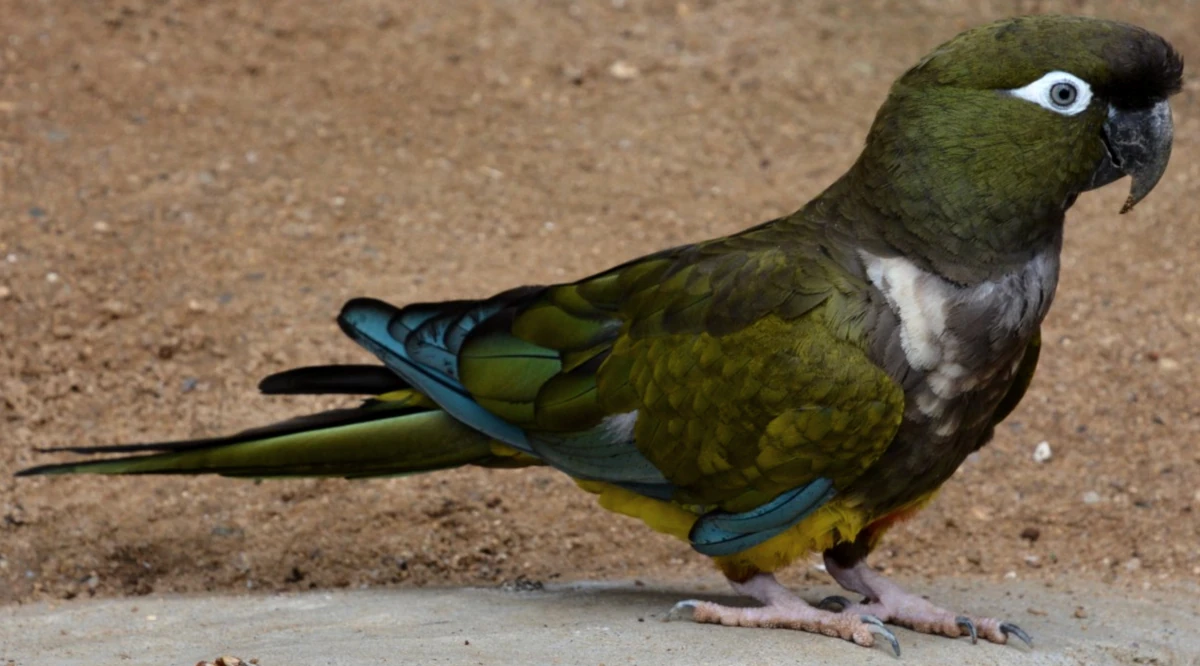 North American burrowing parrot | SciiFii Wiki | Fandom