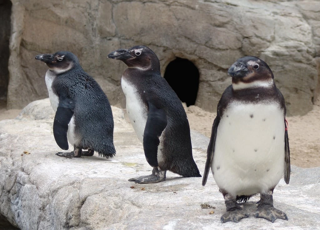 California penguin | SciiFii Wiki | Fandom