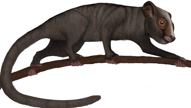 Carpolestes | SciiFii Wiki | Fandom