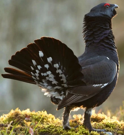 Shadow hen | SciiFii Wiki | Fandom