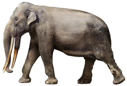 Stegotetrabelodon | SciiFii Wiki | Fandom