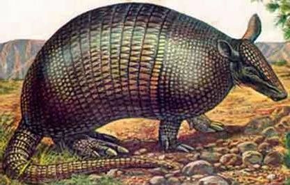 Beautiful armadillo | SciiFii Wiki | Fandom