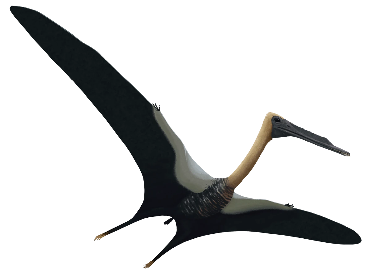 Beipiaopterus | SciiFii Wiki | Fandom