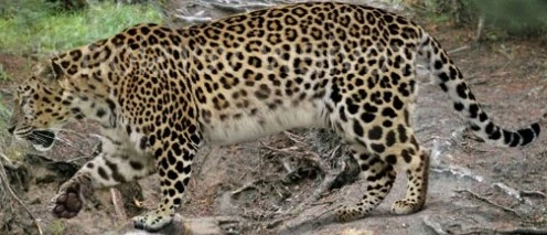 European leopard | SciiFii Wiki | Fandom