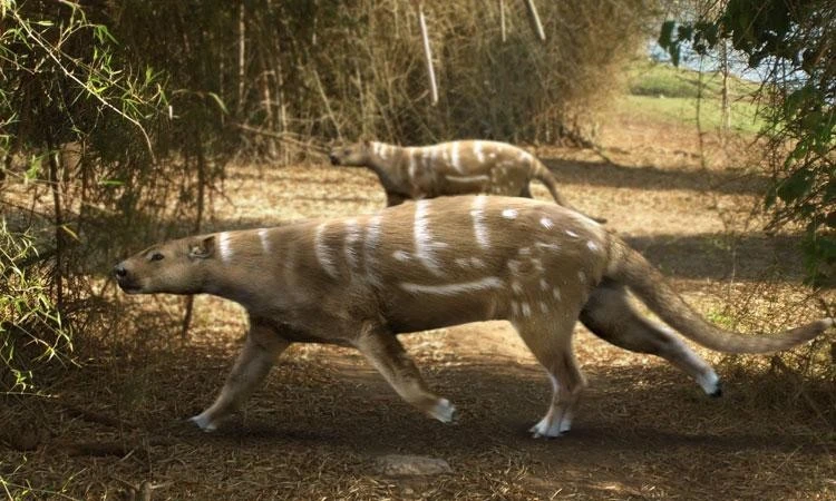 Phenacodus | SciiFii Wiki | Fandom