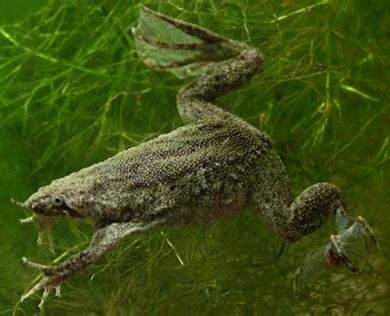 Northern Surinam toad | SciiFii Wiki | Fandom