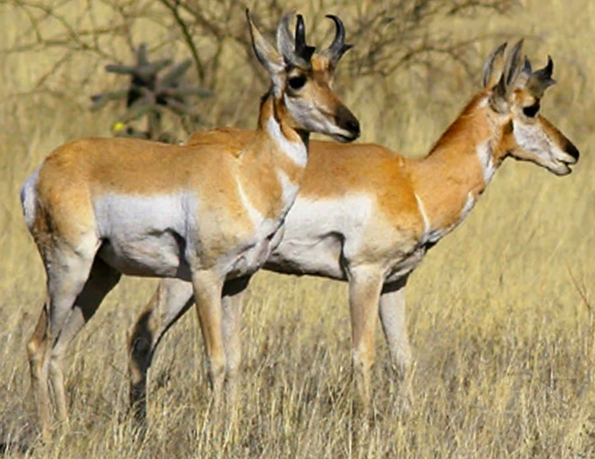 Pacific pronghorn | SciiFii Wiki | Fandom