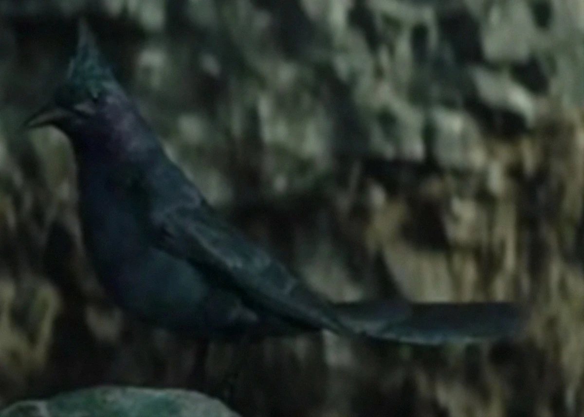 Mockingjay | SciiFii Wiki | Fandom