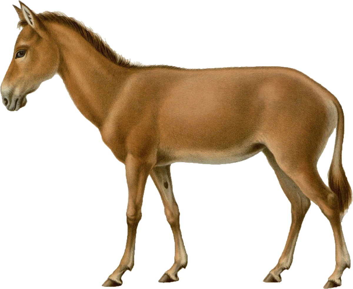Syrian onager | SciiFii Wiki | Fandom