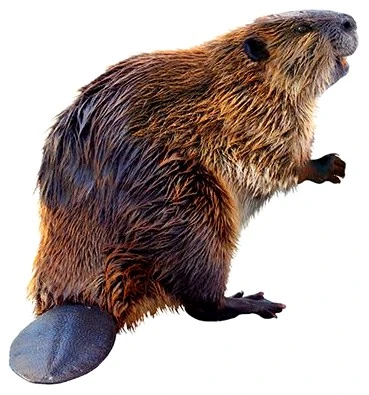 Castor californicus | SciiFii Wiki | Fandom