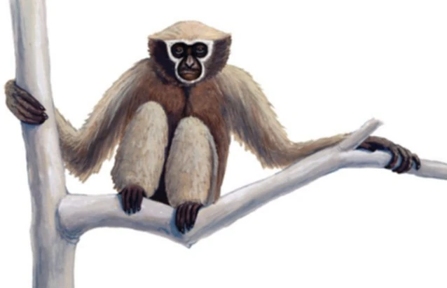 Bunopithecus | SciiFii Wiki | Fandom