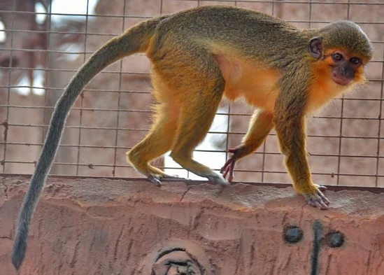 European talapoin | SciiFii Wiki | Fandom