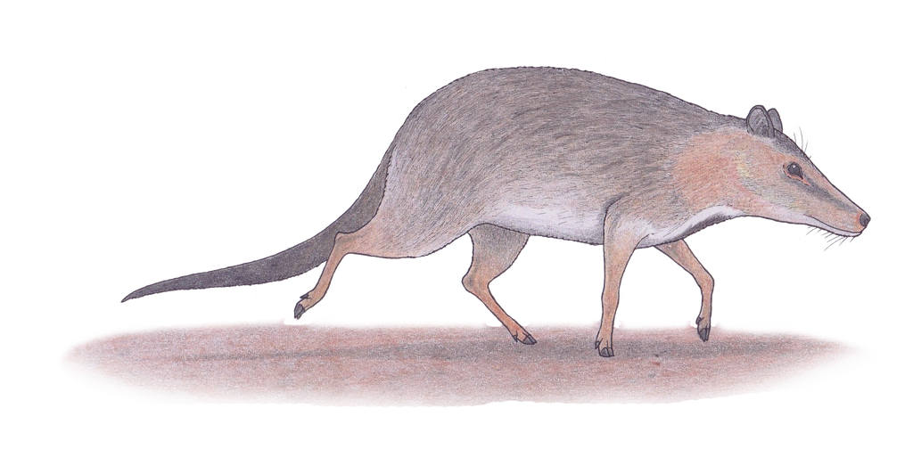 Indohyus | SciiFii Wiki | Fandom