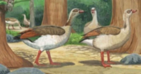 Mauritius sheldgoose | SciiFii Wiki | Fandom