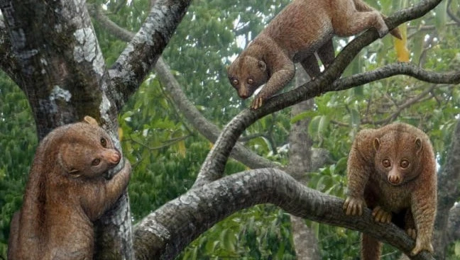 American loris | SciiFii Wiki | Fandom