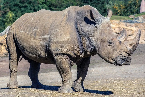 Ceratotherium neumayri | SciiFii Wiki | Fandom