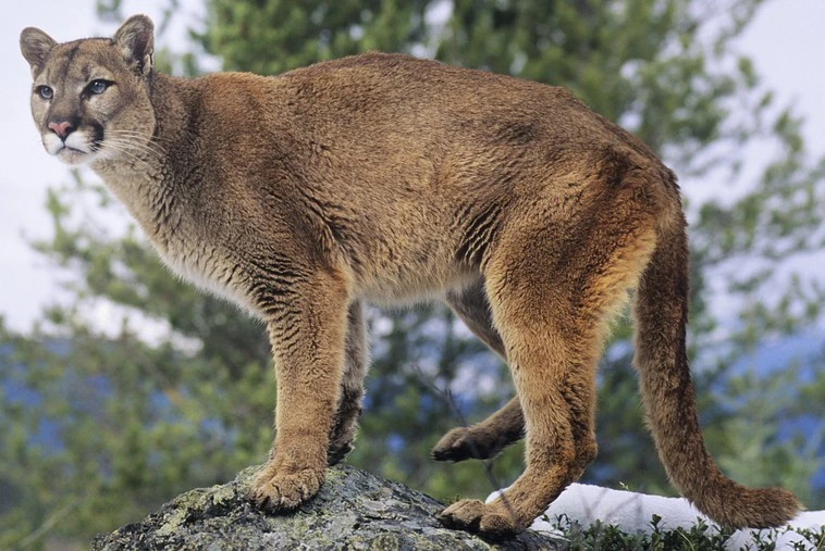 Eastern cougar | SciiFii Wiki | Fandom