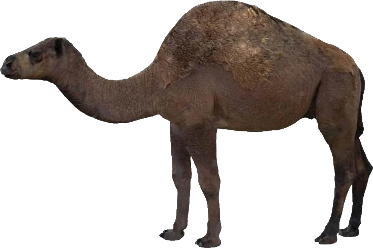 Gigantocamelus | SciiFii Wiki | Fandom