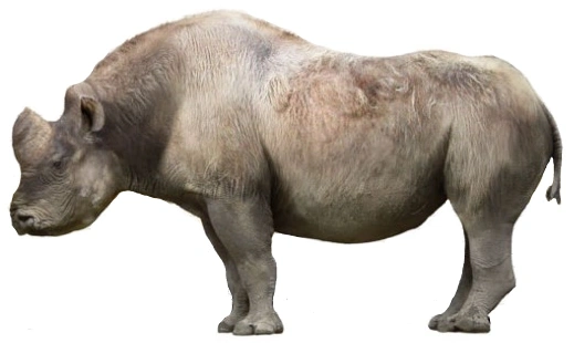 Elasmotherium | SciiFii Wiki | Fandom
