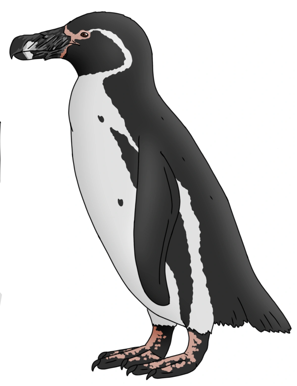 Spheniscus anglicus | SciiFii Wiki | Fandom