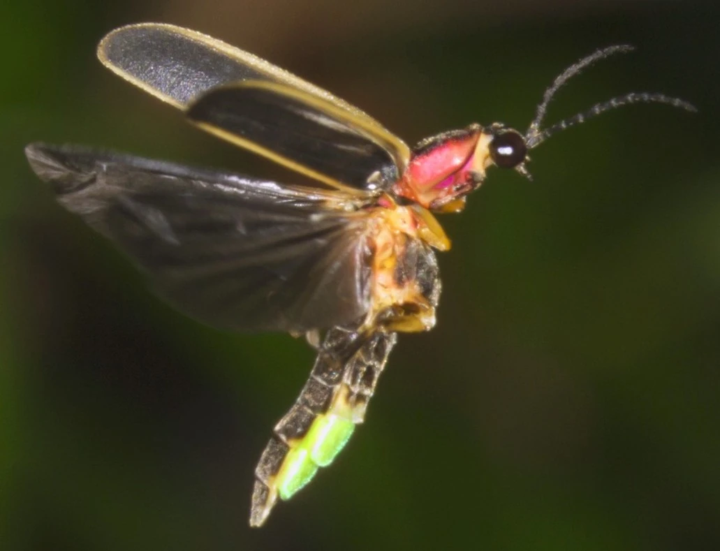 Common western firefly | SciiFii Wiki | Fandom