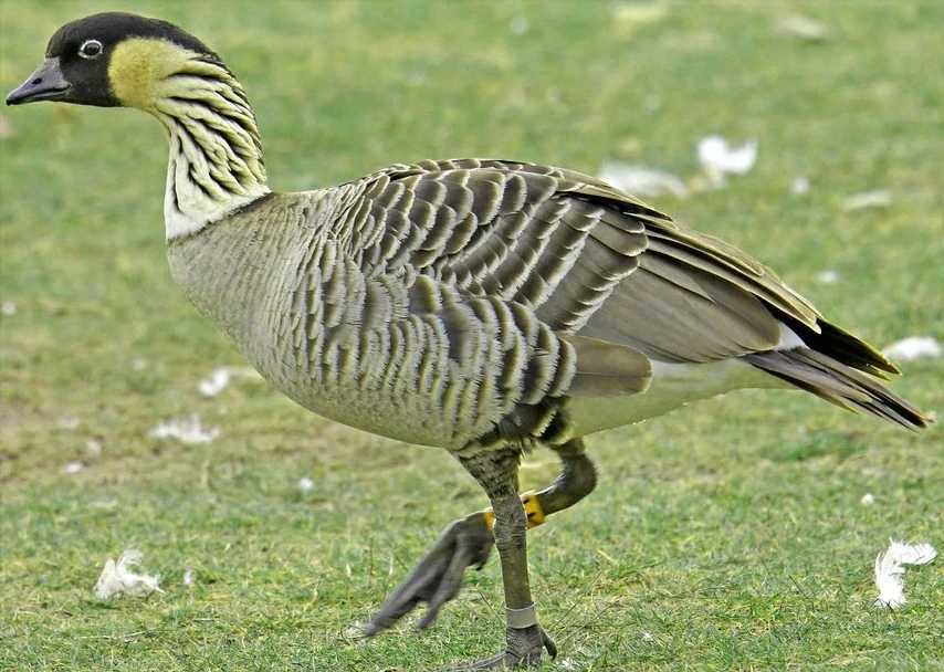 Black-masked goose | SciiFii Wiki | Fandom