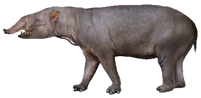 Astrapotherium | SciiFii Wiki | Fandom