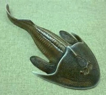 Cephalaspis | SciiFii Wiki | Fandom