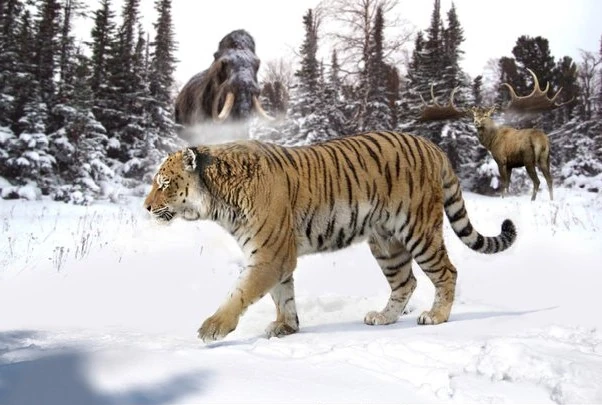 Panthera Tigris Acutidens