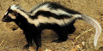 American striped polecat | SciiFii Wiki | Fandom
