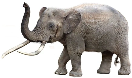 Cyprus dwarf elephant | SciiFii Wiki | Fandom