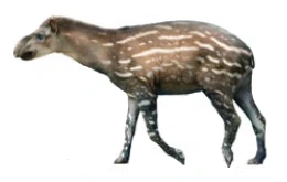 Macrauchenia | SciiFii Wiki | Fandom