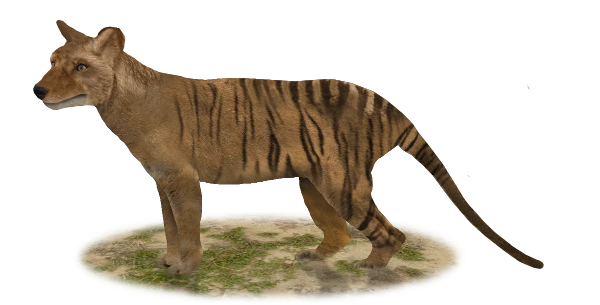 Northern thylacine | SciiFii Wiki | Fandom