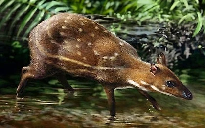 American chevrotain | SciiFii Wiki | Fandom
