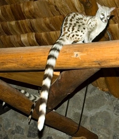 Genet Species