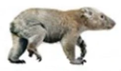 Riversleigh rainforest koala | SciiFii Wiki | Fandom