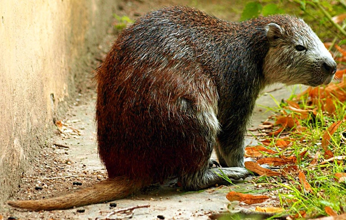 North American hutia | SciiFii Wiki | Fandom