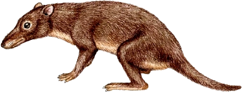 American tenrec | SciiFii Wiki | Fandom