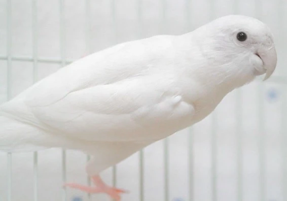 Angel parrot | SciiFii Wiki | Fandom