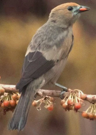 Northern brown tanager | SciiFii Wiki | Fandom
