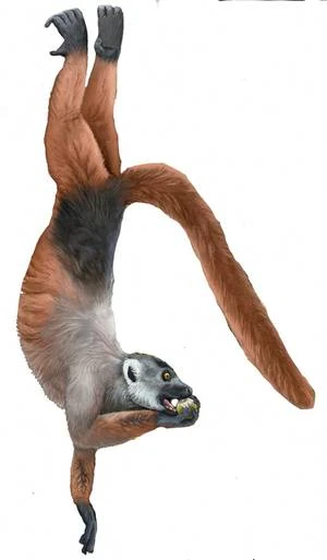 Pachylemur | SciiFii Wiki | Fandom